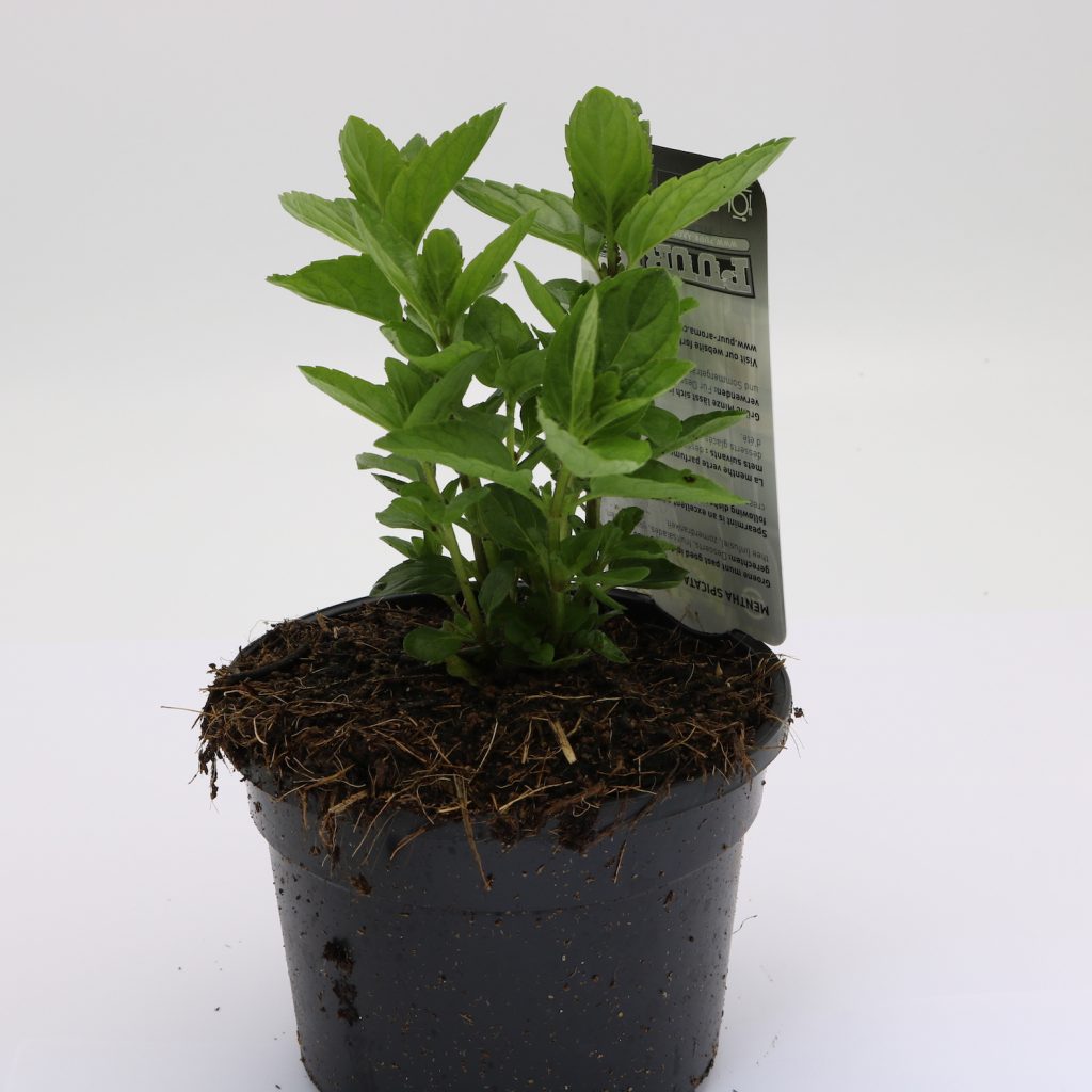 Biologische Groene Munt ~ StreekproductenwinkelStreekproductenwinkel